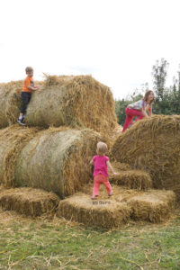 Family Friendly Fall Harvest Orchard - Num's the Word